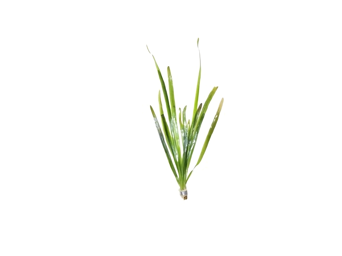 6 Jungle Vallisneria American Val Plants – The Aquatic Plant House