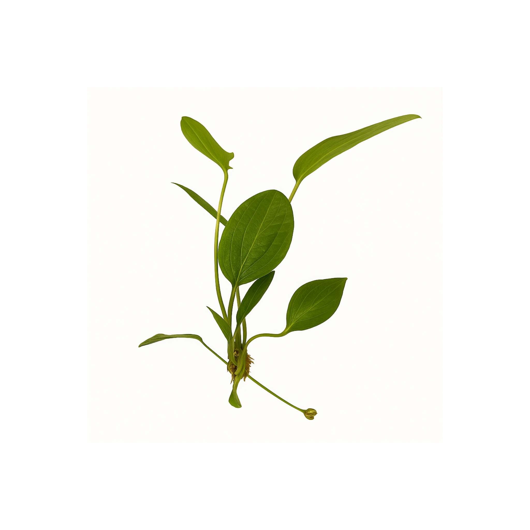 Radican Sword (Echinodorus Cordifolius) – The Aquatic Plant House